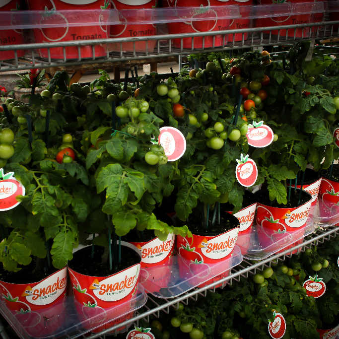 Snacker Tomato Rack Van Wingerden Greenhouses 03 - Van Wingerden ...
