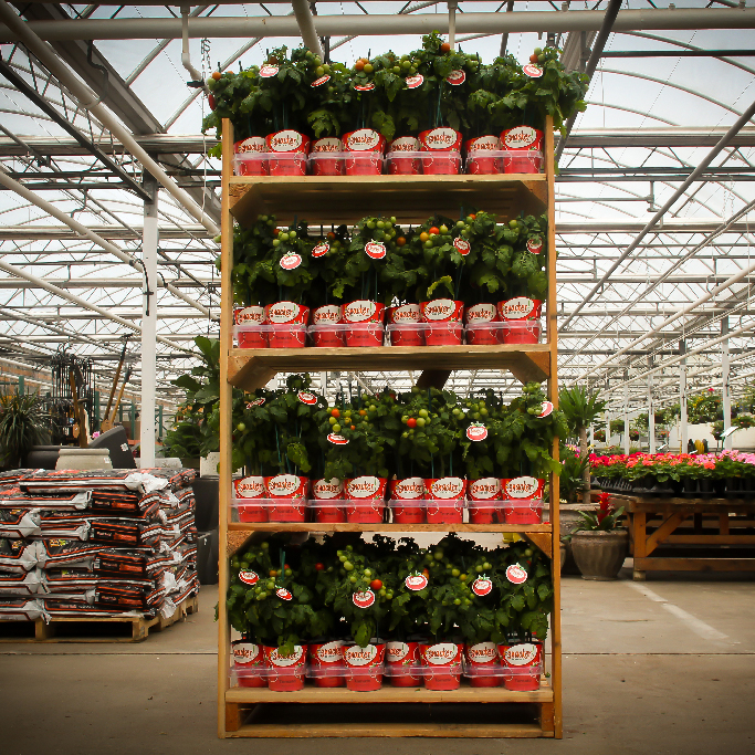 Snacker Tomato Rack Van Wingerden Greenhouses 04 - Van Wingerden ...