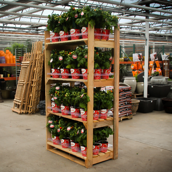 Snacker Tomato Rack Van Wingerden Greenhouses 05 - Van Wingerden ...