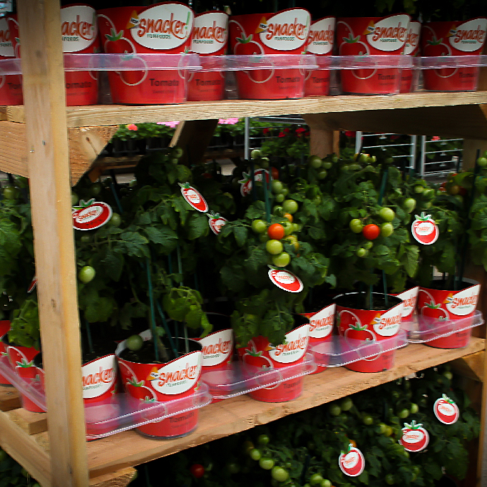 Snacker Tomato Rack Van Wingerden Greenhouses 06 - Van Wingerden ...