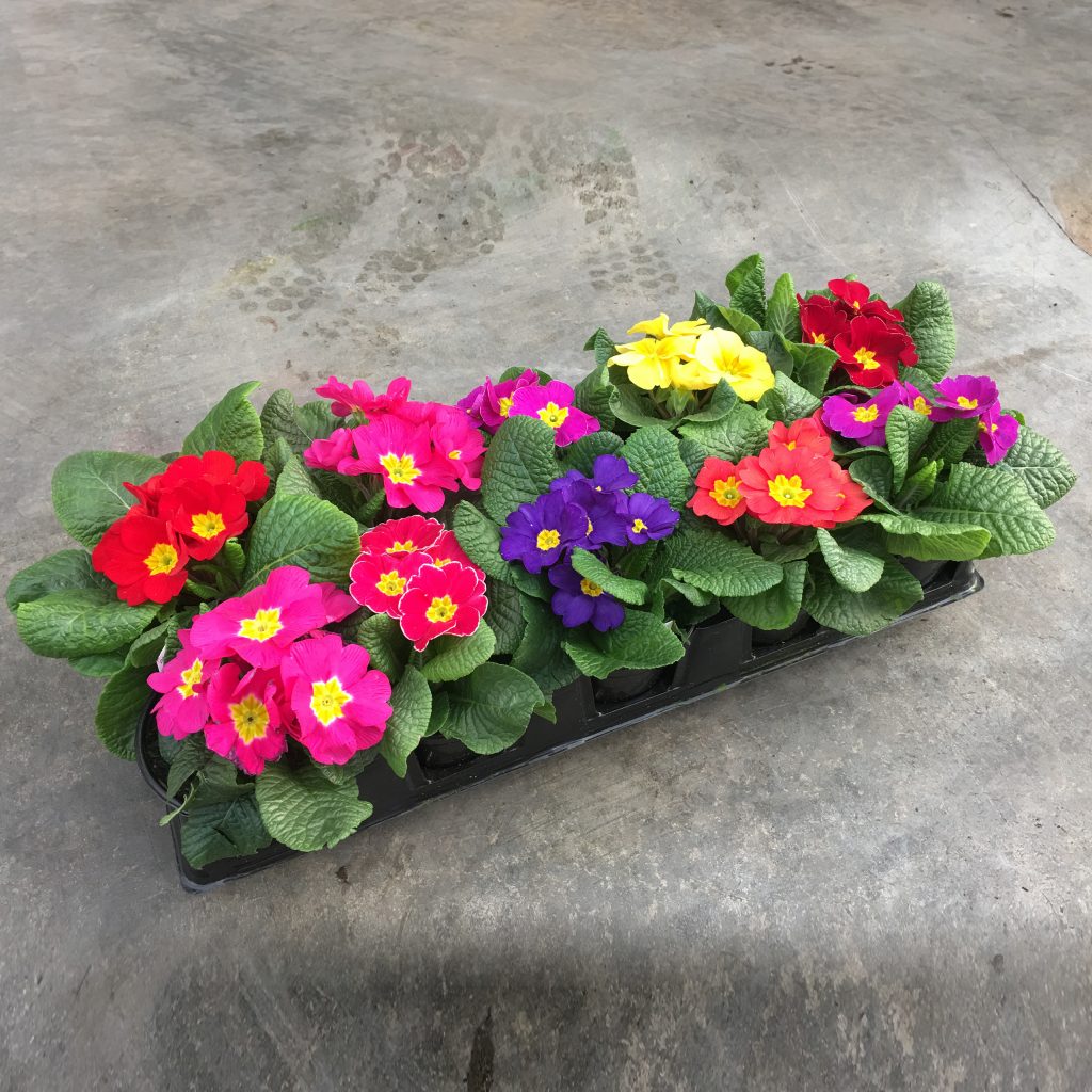 Wholesale Availability - Van Wingerden Greenhouses