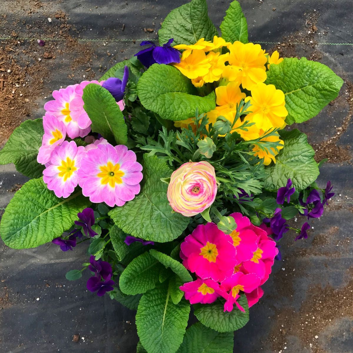 Wholesale Availability - Van Wingerden Greenhouses