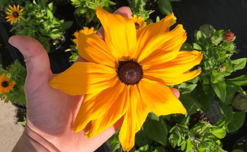 Wholesale Availability - Van Wingerden Greenhouses