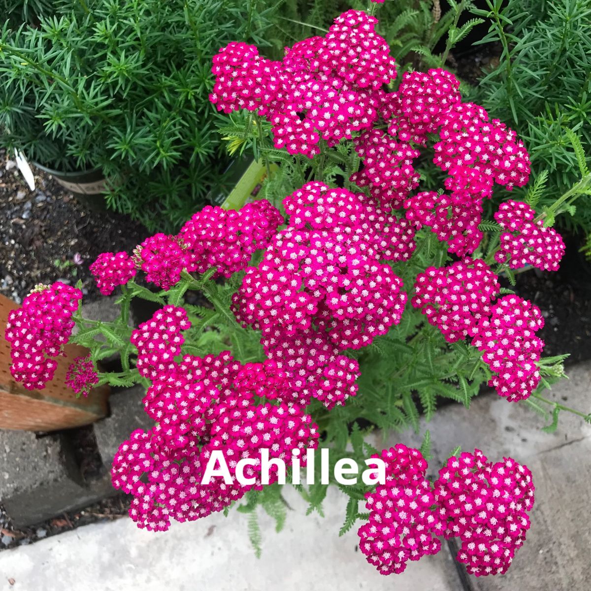 Wholesale Availability - Van Wingerden Greenhouses