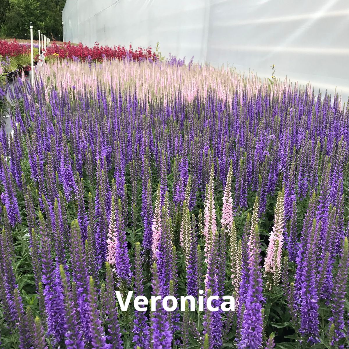 Wholesale Availability - Van Wingerden Greenhouses