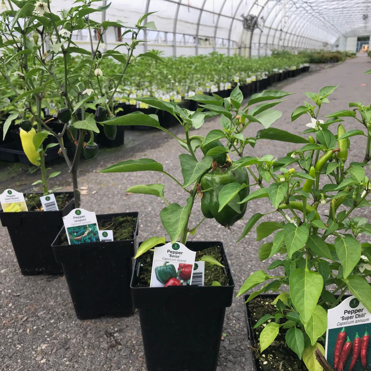 Wholesale Availability - Van Wingerden Greenhouses