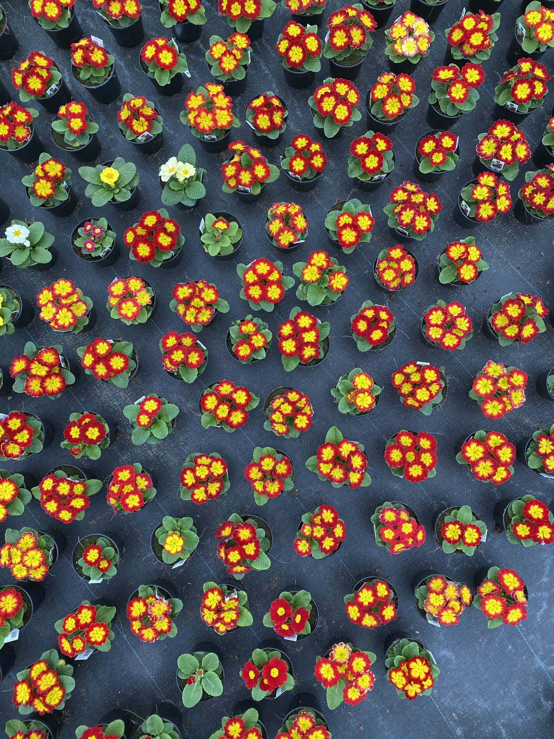 Wholesale Availability - Van Wingerden Greenhouses