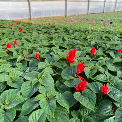 Jumbo Pack Annuals - Red Salvia - Van Wingerden Greenhouses