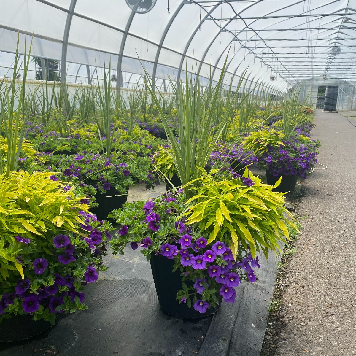 Wholesale Availability - Van Wingerden Greenhouses