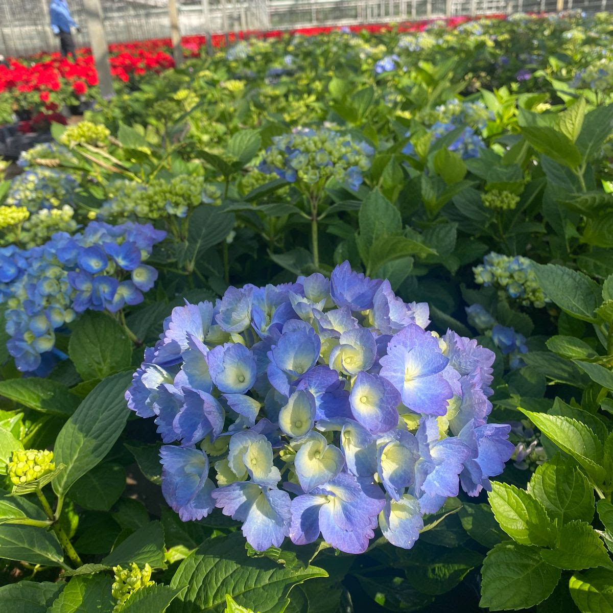 Wholesale Availability - Van Wingerden Greenhouses