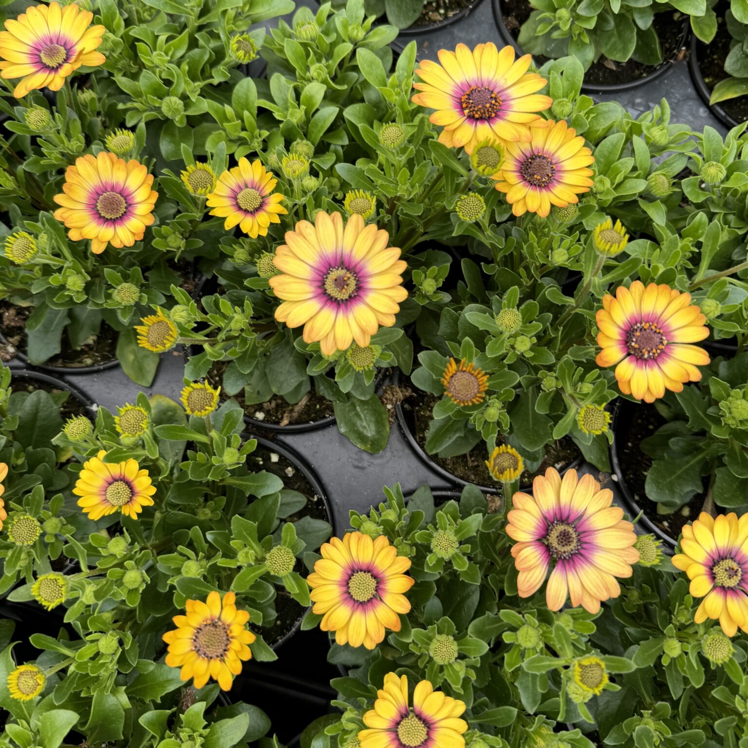 Wholesale Greenhouse Spring Plants in the Pacific Northwest - Van ...