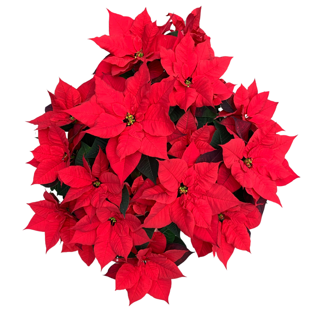 Wholesale Greenhouse Spring Plants in the Pacific Northwest - Van ...