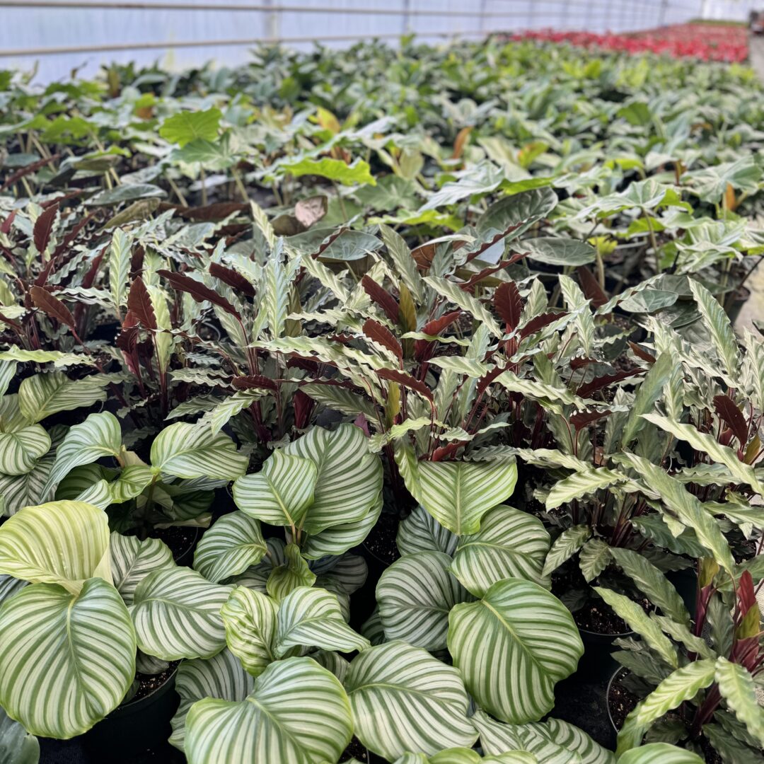 Wholesale Greenhouse Spring Plants in the Pacific Northwest - Van ...