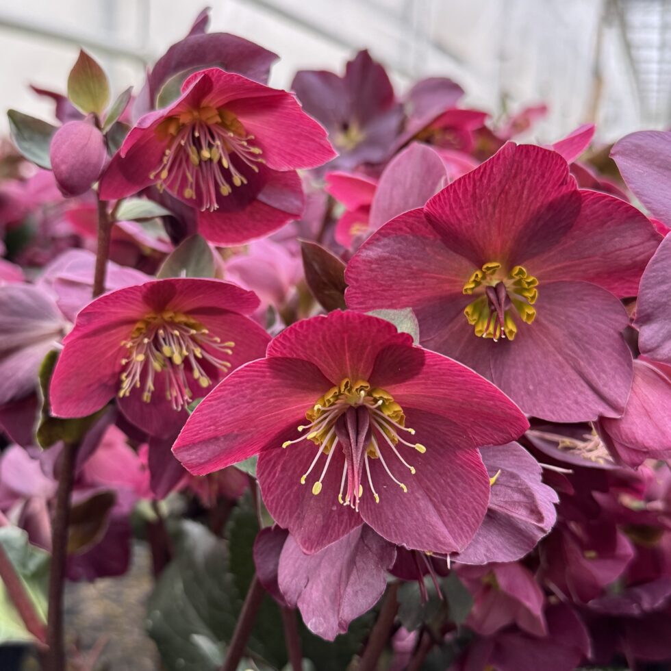 Wholesale Greenhouse Spring Plants in the Pacific Northwest - Van ...